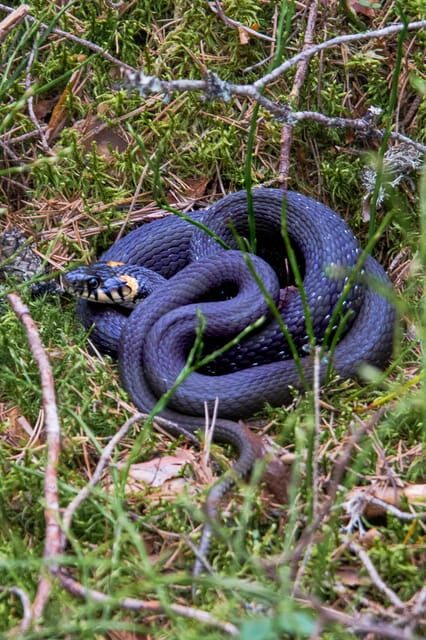 Helsinki: Nuuksio National park hiking with campfire lunch - What Makes This Tour Stand Out?