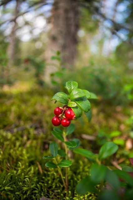 Helsinki: Nuuksio National park hiking with campfire lunch - Who Will Love This Tour?