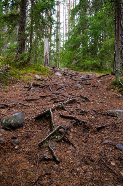 Helsinki: Nuuksio National park hiking with campfire lunch - FAQ