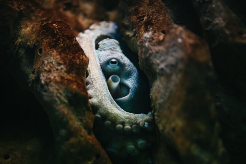Heraklion Area: CRETAquarium Admission Ticket - An In-Depth Look at CRETAquarium