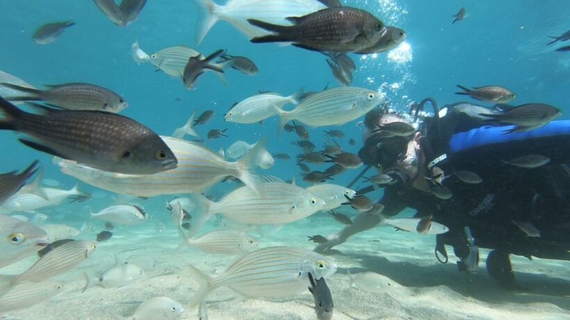Heraklion: Beginner Scuba Diving Lesson with PADI Instructor - The Itinerary Breakdown