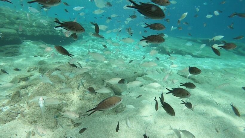 Heraklion: Beginner Scuba Diving Lesson with PADI Instructor - Who This Experience Is Best For