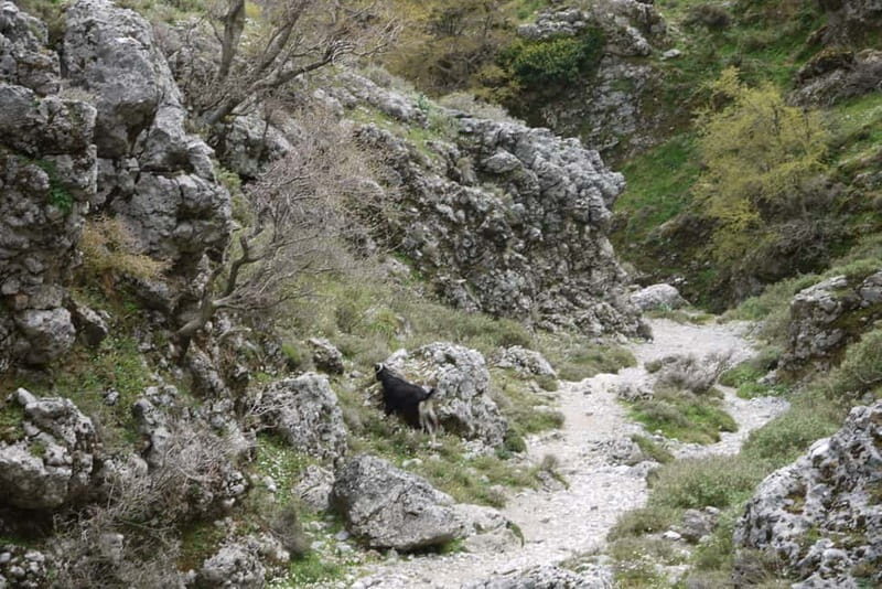 Heraklion Crete: Imbros Gorge Hike - FAQ