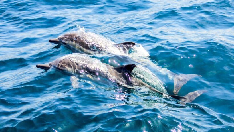 Heraklion: Dia Island Sailboat Cruise with Swimming and Meal - Final Thoughts: Is It Worth It?