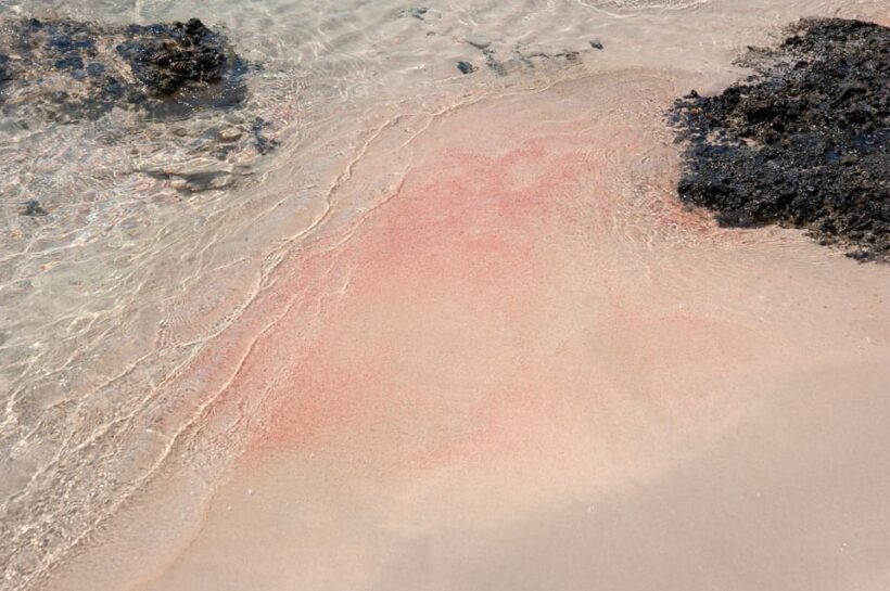 Heraklion: Elafonisi Beach: Discover the Pink Sand Paradise - Wildlife and Conservation