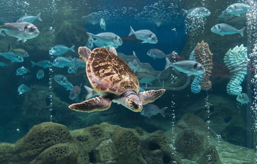 Heraklion: Family Fun Day with Dinosauria and CRETAquarium - A Detailed Look at the Tour Experience