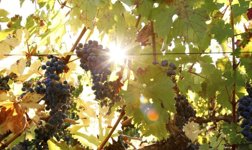 Heraklion: Half Day Semi Private Wine Tour with Tastings - Price and Value Analysis