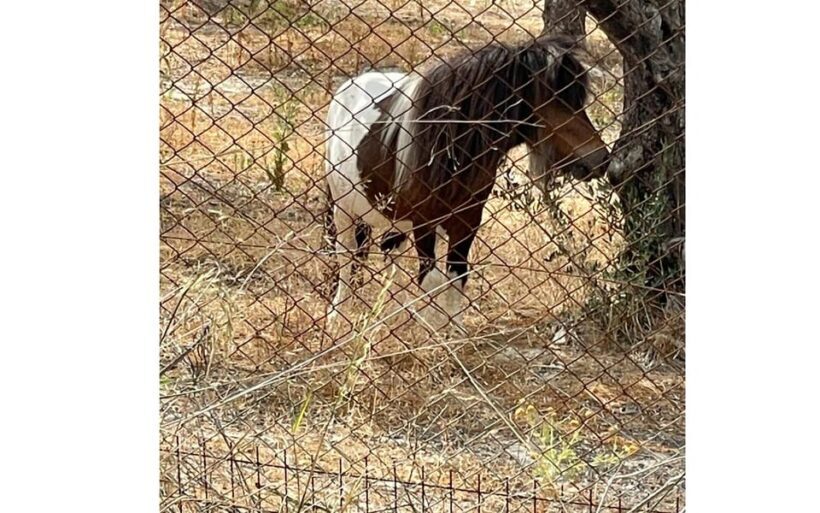 Heraklion :Olive & Dragon Farm Tour & Cretan Farmers Brunch - The Sum Up: An Authentic Slice of Crete’s Farming Life