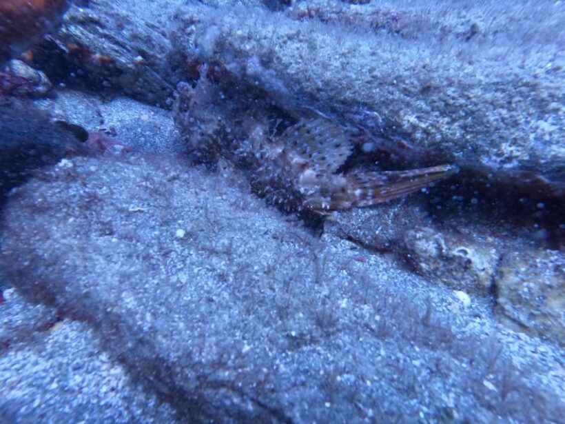 Heraklion: Scuba Diving Experience for Beginners - A Complete Look at the Experience in Crete