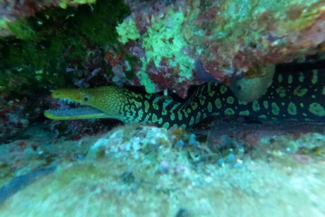 Heraklion: Scuba Diving Experience for Beginners - Included Features and Certifications