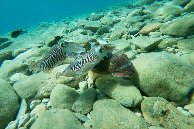 Heraklion: Scuba Diving Experience for Beginners - Accessibility, Cancellation, and Operational Hours