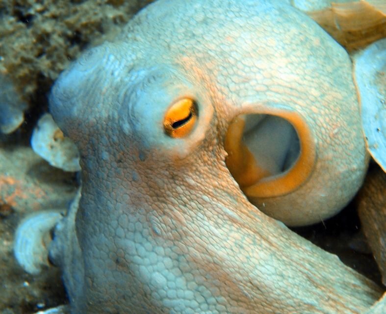 Heraklion: Scuba Diving Experience for First-Timers - Transportation and Practical Details