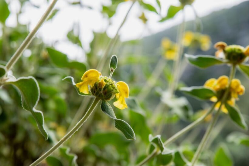 Herbalism and Wildlife (Small group experience) - The Sum Up