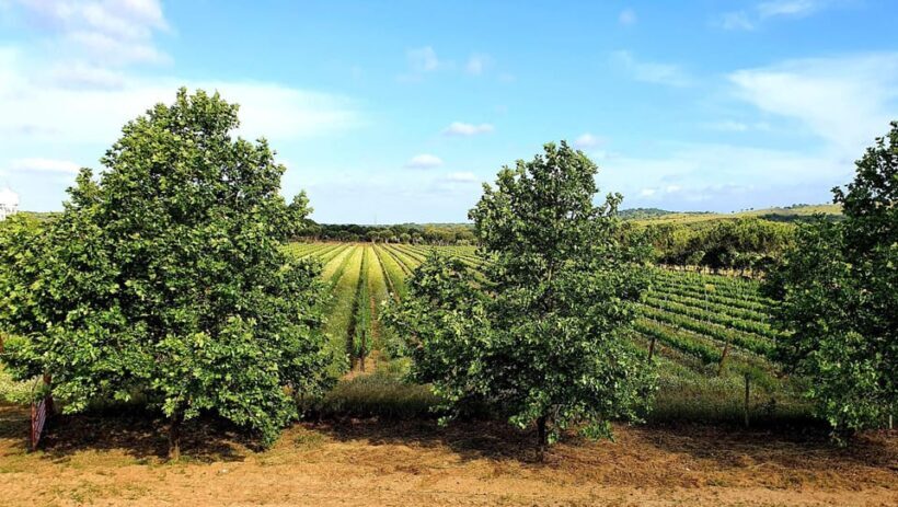 Herdade Canal Caveira Winery Visit with TOP5 Wines & Tapas - Frequently Asked Questions