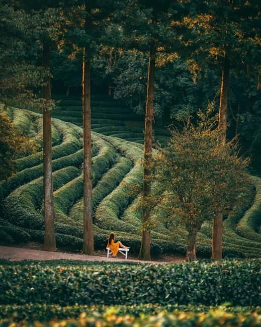Heritage Tour: Tea Estates & Himalayan Culture of Palampur - An In-Depth Look at the Heritage Tour
