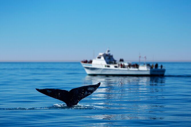 Hermanus Whale Watching Boat Trip - The Itinerary in Detail