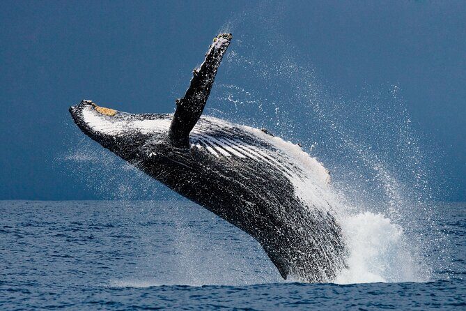 Hermanus Whale Watching Boat Trip - FAQs