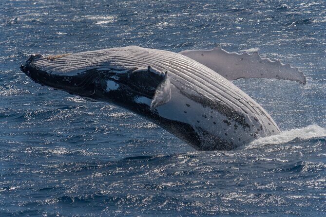 Hermanus Whale Watching Boat Trip - Final Thoughts