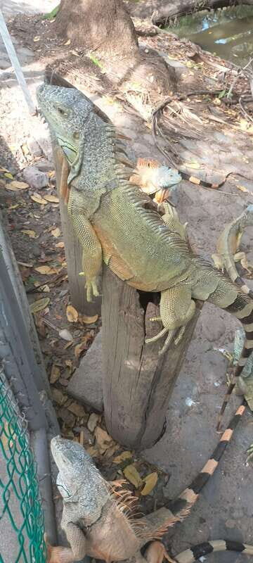 Hermosa Isla de ixtapa - Who Should Consider This Tour?