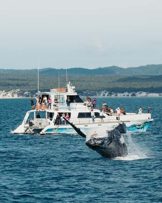 Hervey Bay: 3/4 Day Whale Watching Cruise with Lunch - Key Points