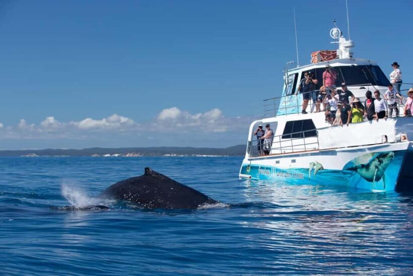 Hervey Bay: 3/4 Day Whale Watching Cruise with Lunch - An In-Depth Look at the Hervey Bay Whale Watching Experience