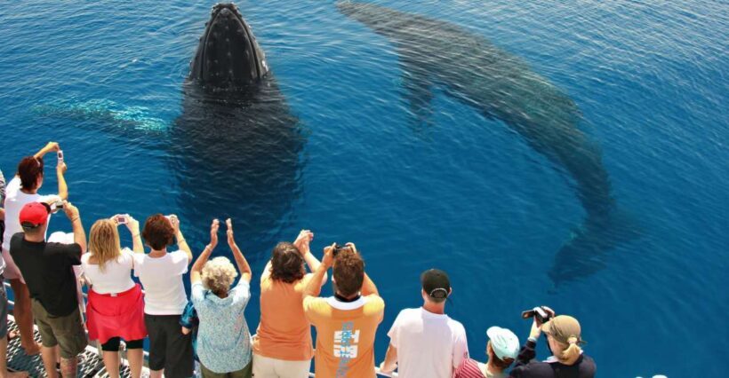 Hervey Bay 4-Hour Whale Watch Encounter - A Well-Balanced Look at the Experience