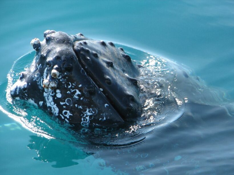 Hervey Bay 4-Hour Whale Watch Encounter - Final Thoughts: Who Should Consider This Tour?