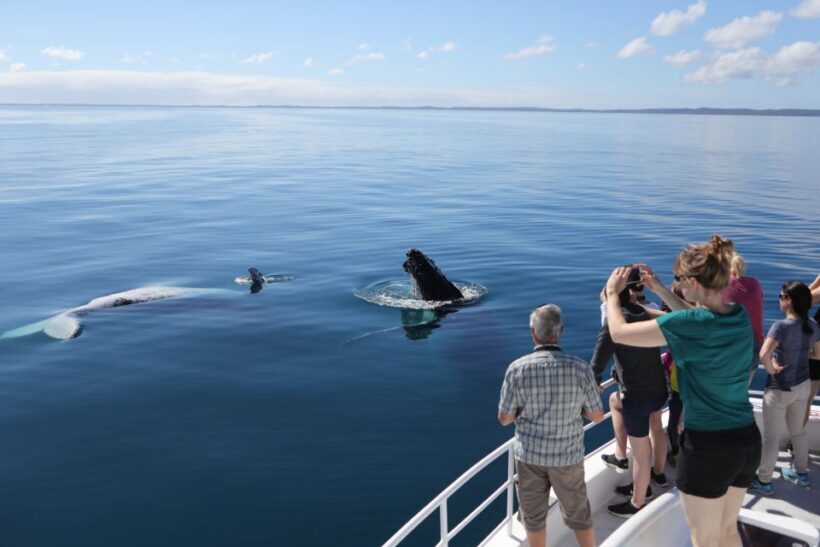 Hervey Bay 4-Hour Whale Watch Encounter - In Closing