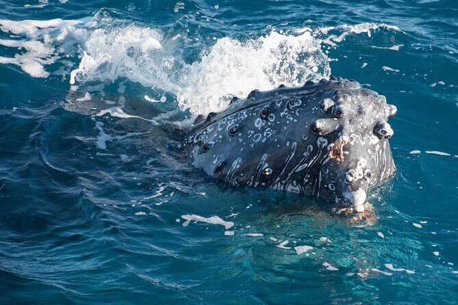 Hervey Bay: Best Value Half Day Whale Watching Cruise - The Itinerary and Key Highlights