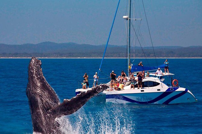 Hervey Bay: Best Value Half Day Whale Watching Cruise - FAQ