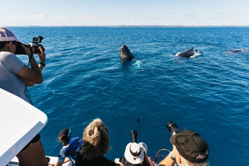 Hervey Bay: Exclusive Whale Watch Encounter - An In-Depth Look at the Tour