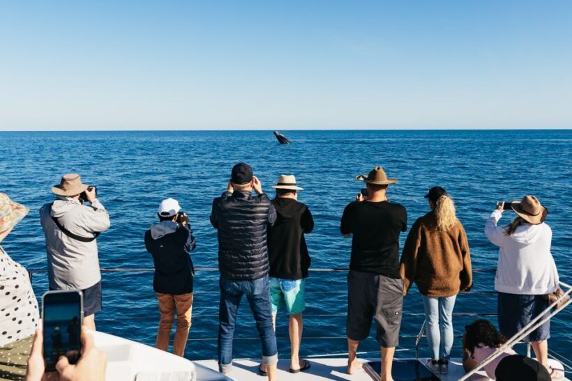 Hervey Bay: Exclusive Whale Watch Encounter - Authentic Experiences and Guest Perspectives