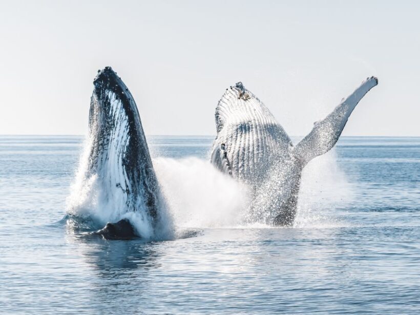 Hervey Bay: Half-Day Whale and Island Adventure by Boat - Key Points