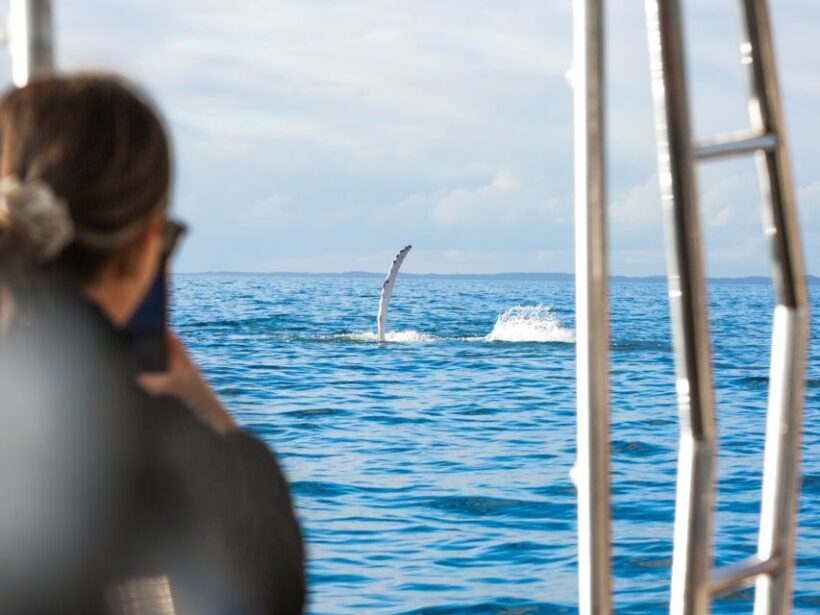 Hervey Bay: Half-Day Whale and Island Adventure by Boat - An In-Depth Look at the Experience