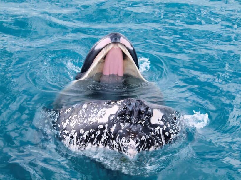 Hervey Bay: Half-Day Whale Watching Cruise - Key Points