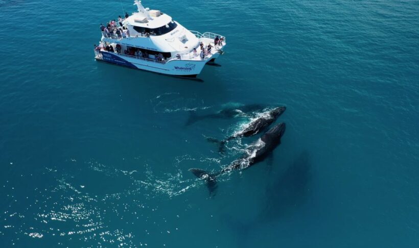 Hervey Bay: Half-Day Whale Watching Cruise with Meal - Exploring Hervey Bays Half-Day Whale Watching Cruise with Meal
