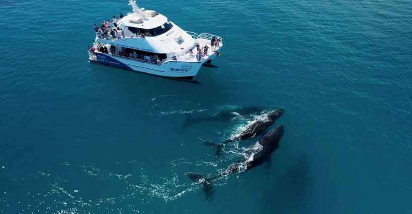 Hervey Bay: Half-Day Whale Watching Cruise with Meal - Key Points
