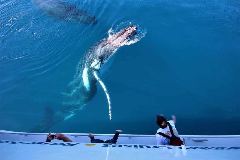 Hervey Bay: Half-Day Whale Watching Cruise with Meal - Authentic Feedback from Travelers