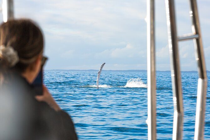 Hervey Bay: Half Day Whale watching & Island Stop Tour - What Travelers Are Saying