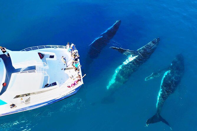 Hervey Bay: Half Day Whale watching & Island Stop Tour - Practical Details