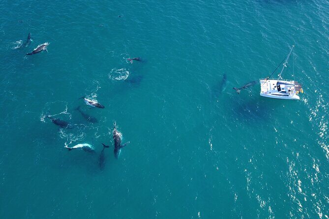 Hervey Bay Overnight Whale Watching Cabin Hire - Key Points
