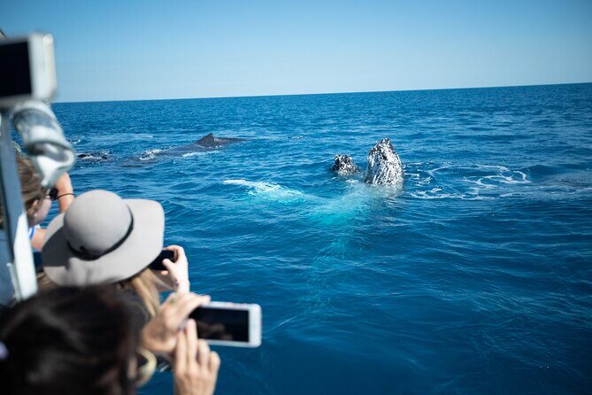 Hervey Bay Ultimate Whale Watching Cruise - FAQ