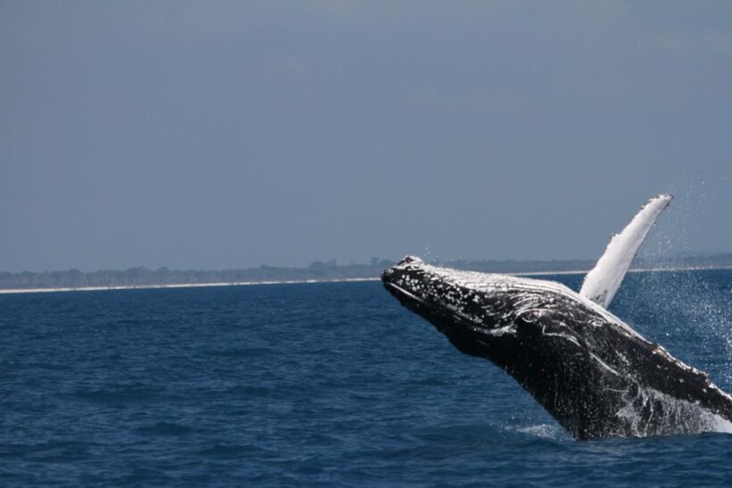 Hervey Bay: Ultimate Whale Watching Experience - An Introduction to the Experience