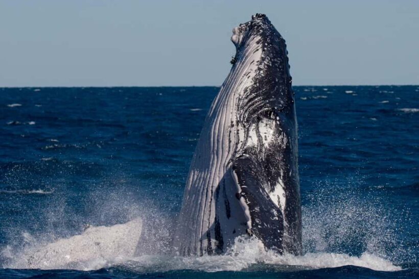 Hervey Bay: Ultimate Whale Watching Experience - What Travelers Say — Authentic Voices