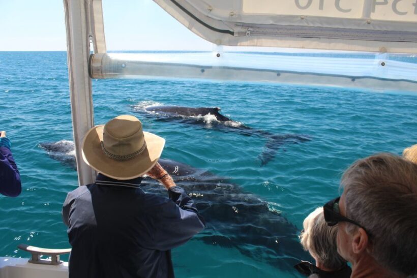 Hervey Bay: Ultimate Whale Watching Experience - Practical Information: What You Need to Know