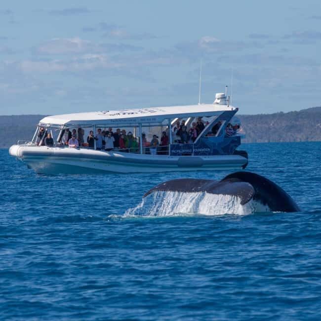 Hervey Bay: Ultimate Whale Watching Experience - Frequently Asked Questions
