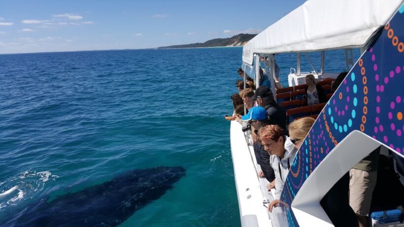 Hervey Bay: Ultimate Whale Watching Experience - Final Thoughts