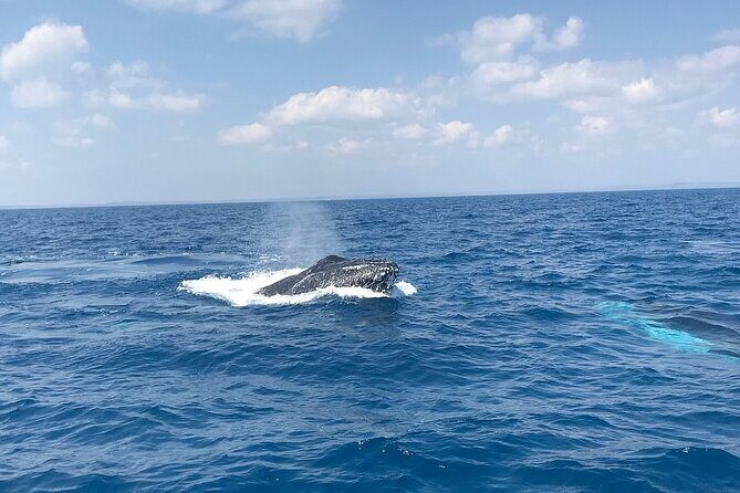 Hervey Bay Whale Swim and Watch - A Travel Guide to the Hervey Bay Whale Swim and Watch Experience