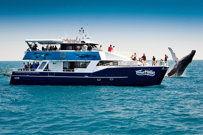 Hervey Bay Whale Watching Cruise - Key Points