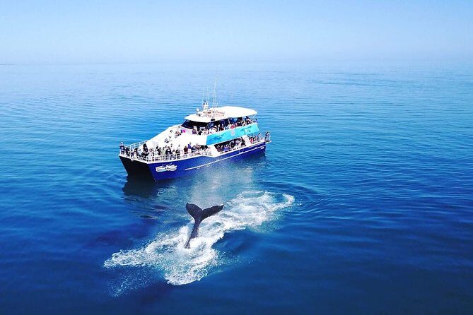 Hervey Bay Whale Watching Cruise - An In-Depth Look at the Hervey Bay Whale Watching Experience